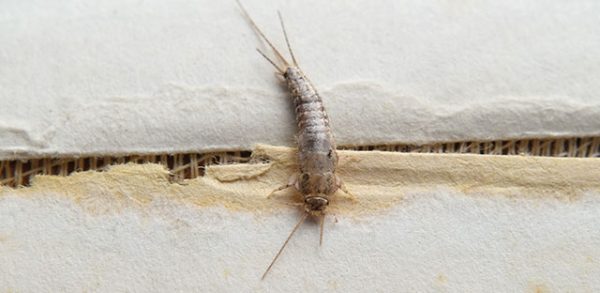 Silverfish Control in Maitland - Silverfish Pest Removal & Treatments